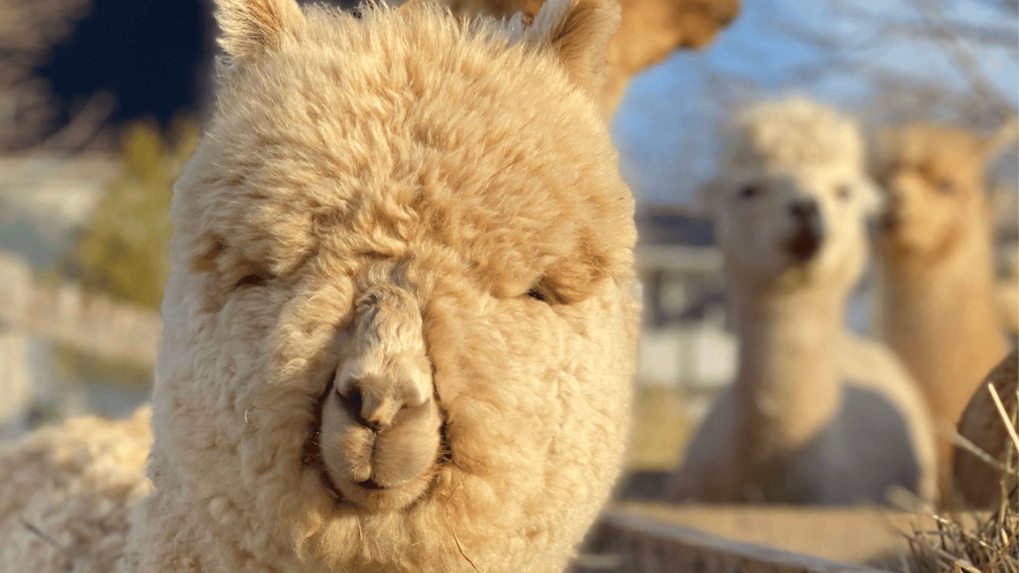 5 Things to Know Before You Start Your Alpaca Farm – Green Gable Alpacas