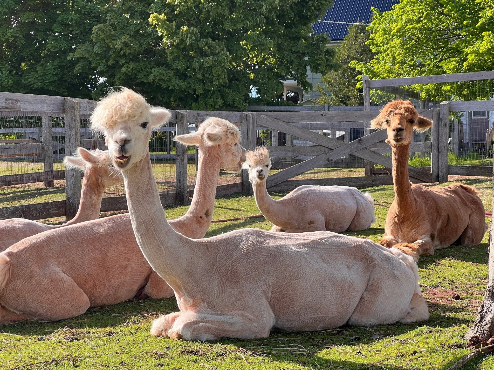 Alpaca Farming Gone Wrong: A Story of Behaviour, Boundaries, & Hard ...