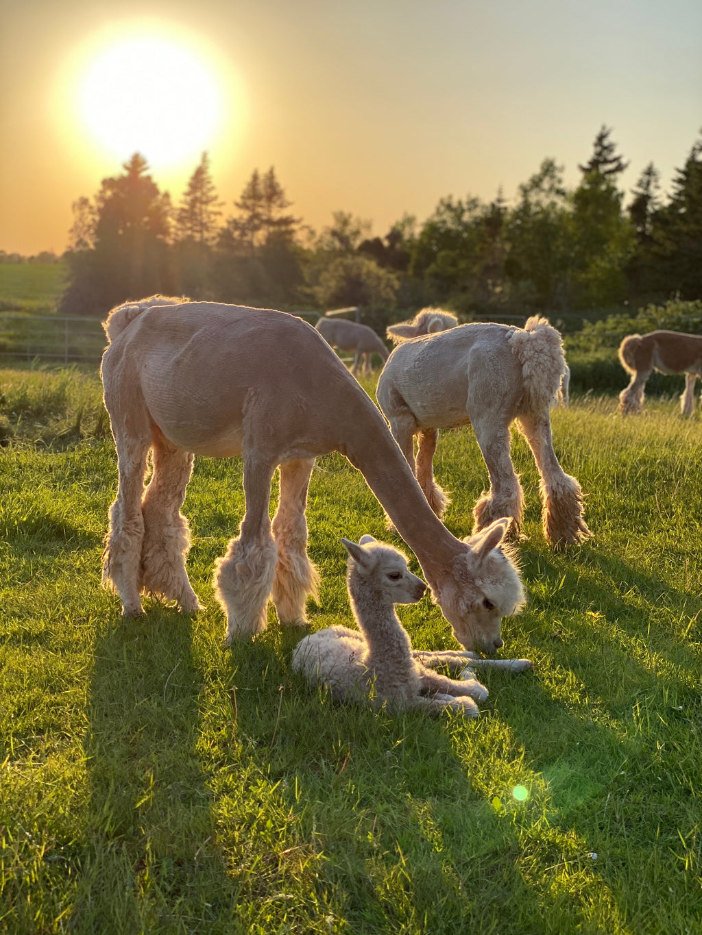 Alpaca Meet 'n Greet | Explore our Alpaca Farm | Green Gable Alpacas