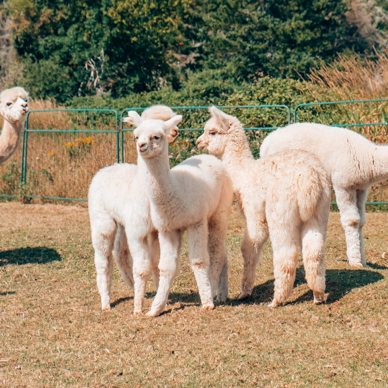 Alpaca Workshops & Events | Green Gable Alpacas | Prince Edward Island
