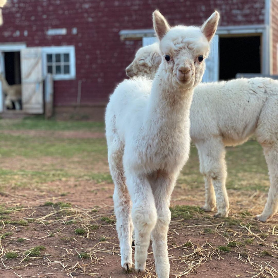 Interactive Alpaca Workshops & Events | Green Gable Alpacas