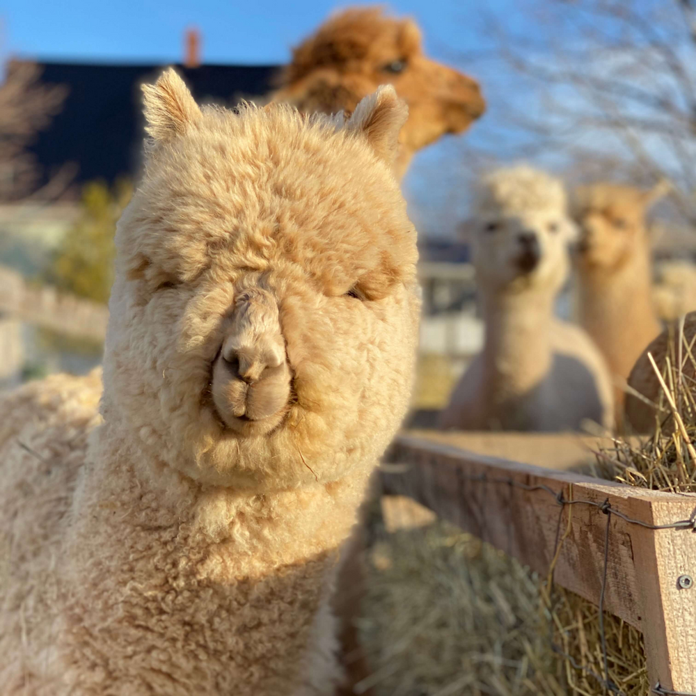 Green Gable Alpacas | Premium Alpaca Yarns | Farm Tours | Store